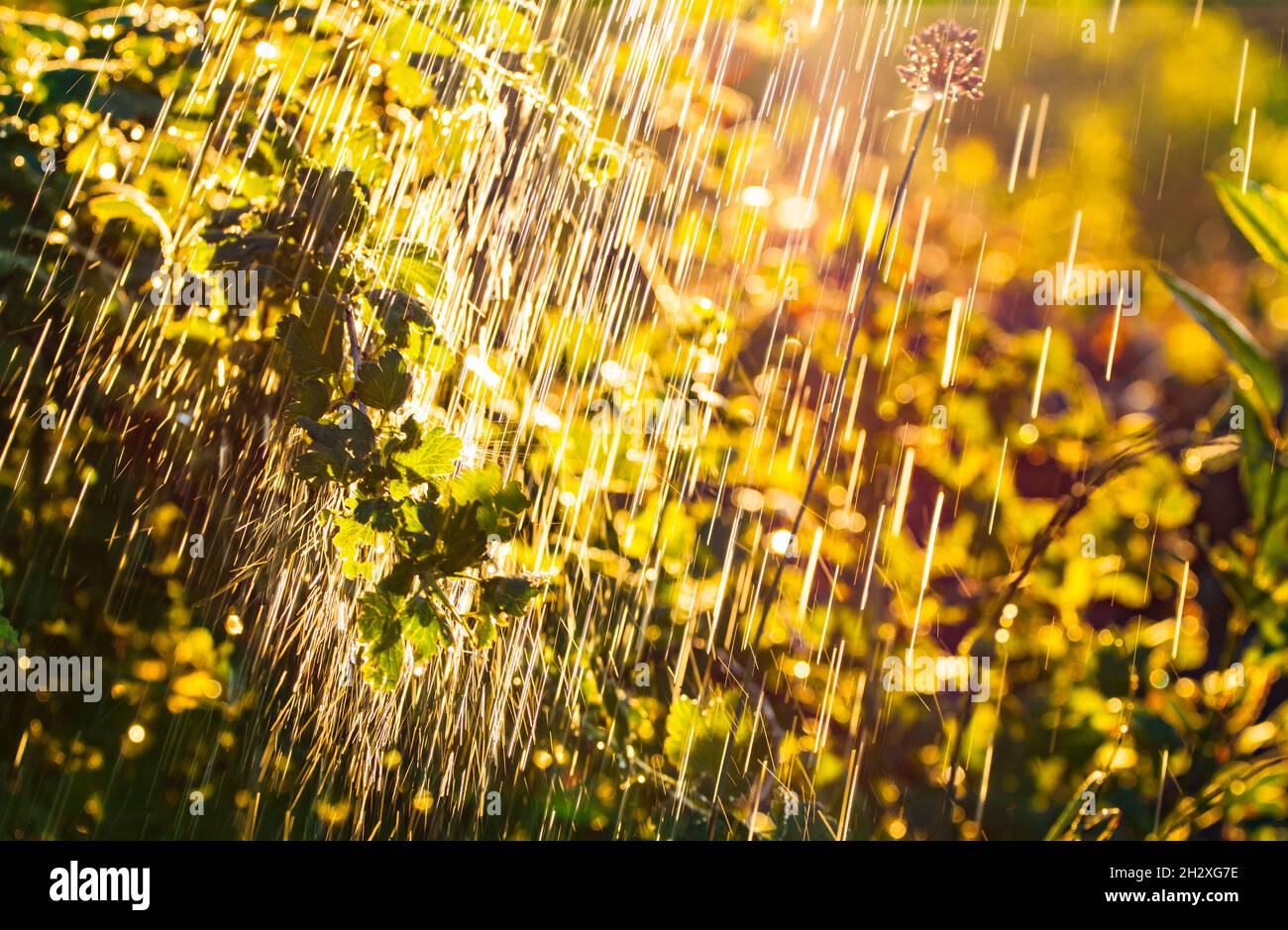 Plants leaves under a heavy rain shower with waterdrops in the golden ...
