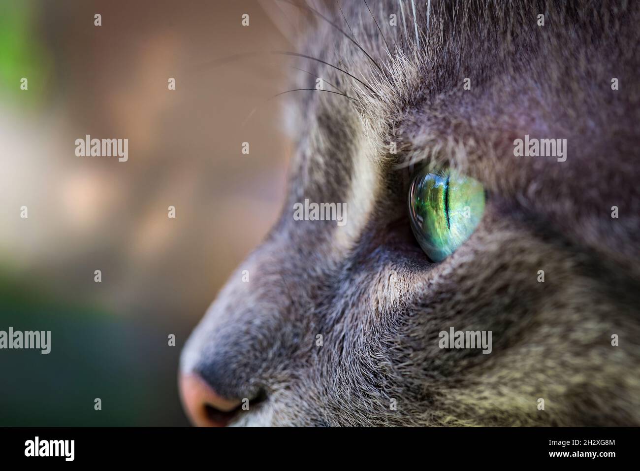 Close up view of gray tabby cat profile with green eyes. Macro ...
