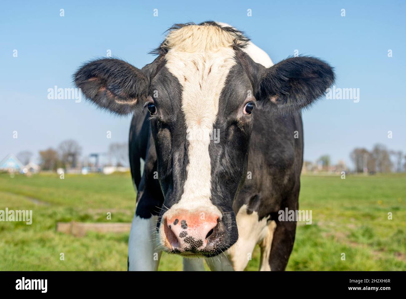 cow front face, black and white, silly looking head, pink nose, in ...