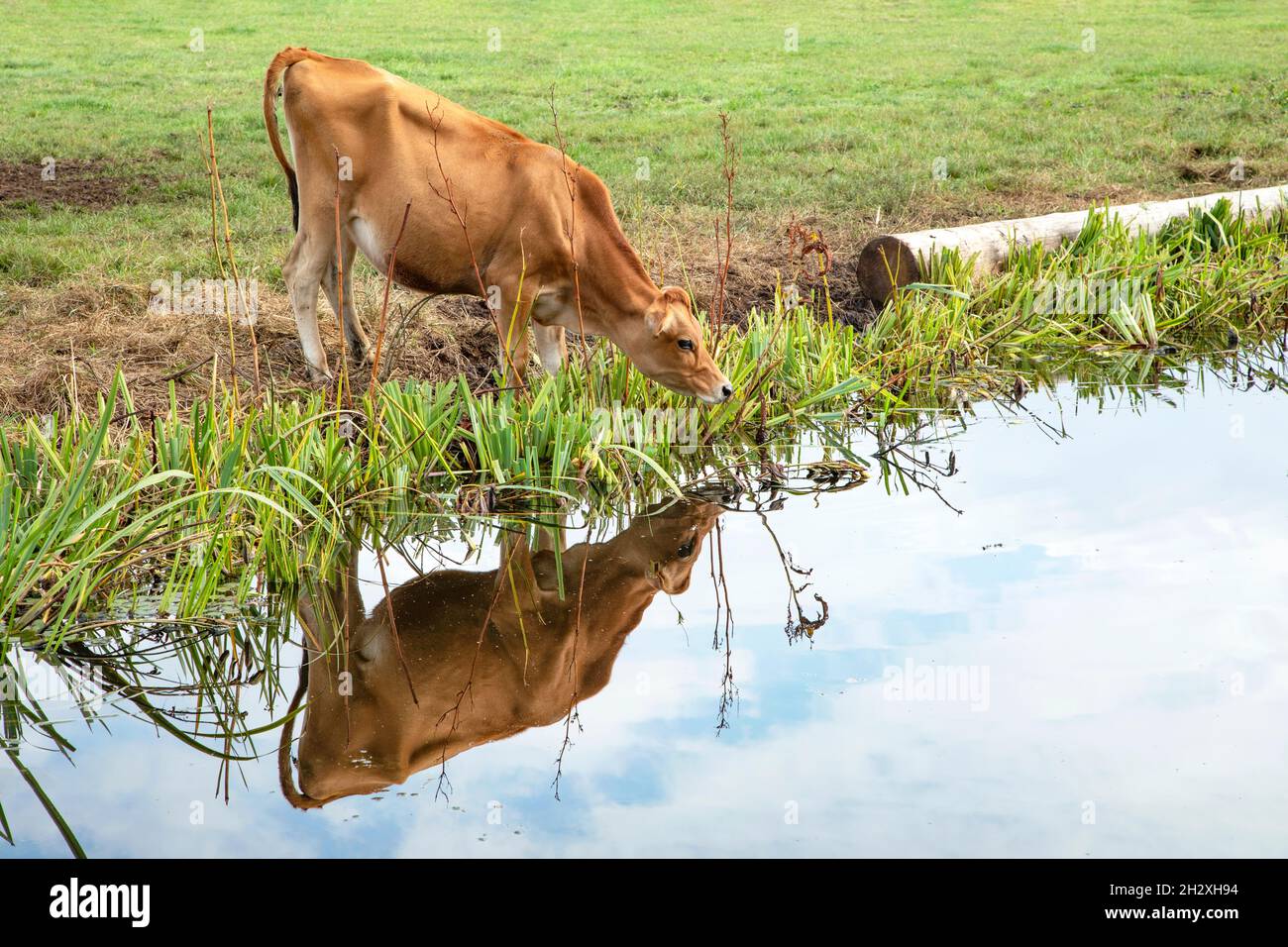Drinking cow reflection in water hi-res stock photography and images ...