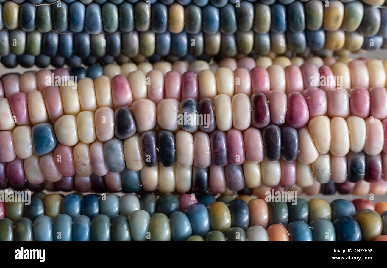 Macro photo of Zea Mays gem glass corn cobs with rainbow coloured ...