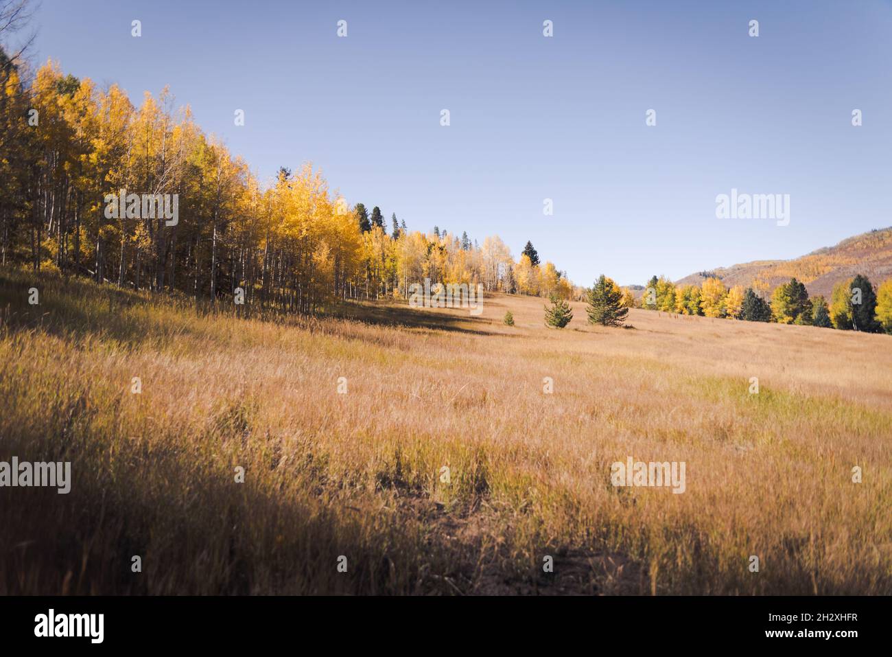 Fall foliage in Vail, Colorado Stock Photo - Alamy