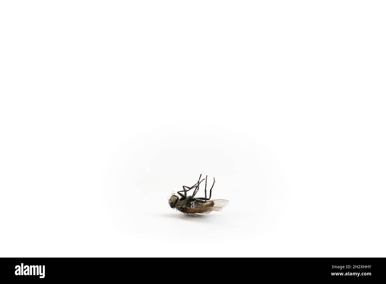 Dead fly isolated on white background Stock Photo - Alamy