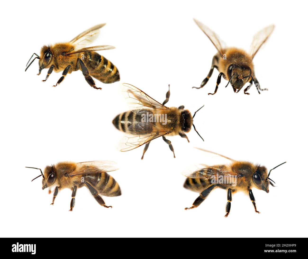 Macro view western honey Cut Out Stock Images & Pictures - Alamy