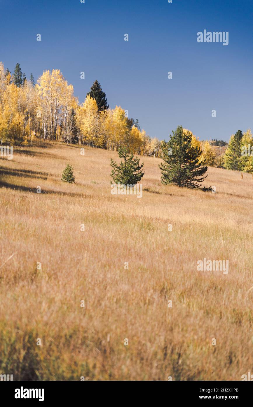Fall foliage in Vail, Colorado Stock Photo - Alamy