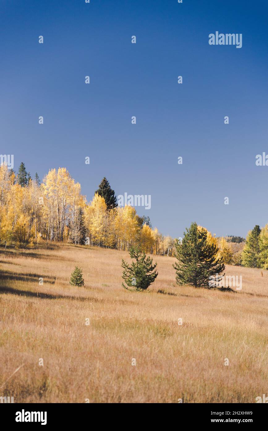 Fall foliage in Vail, Colorado Stock Photo - Alamy