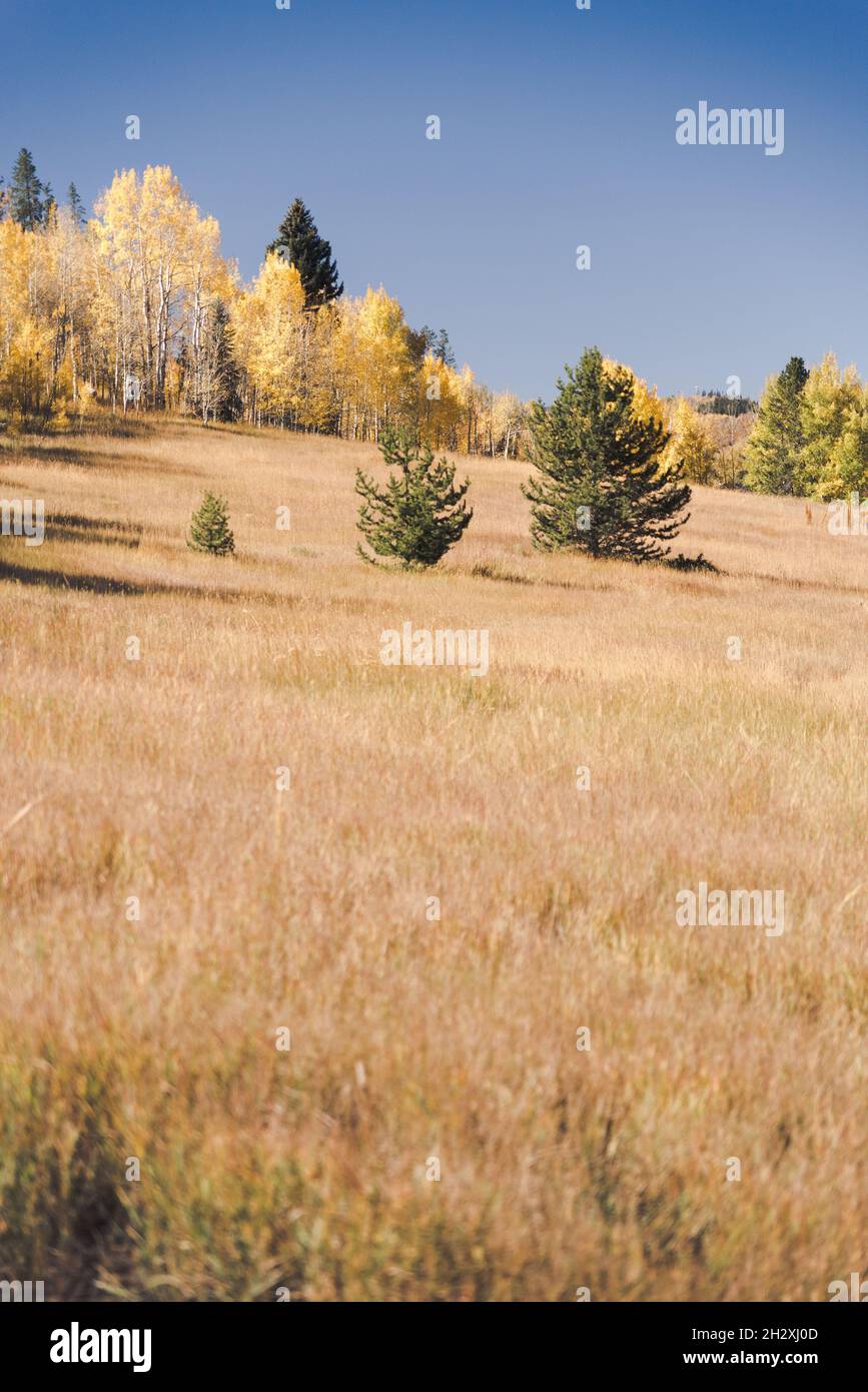 Fall foliage in Vail, Colorado Stock Photo - Alamy