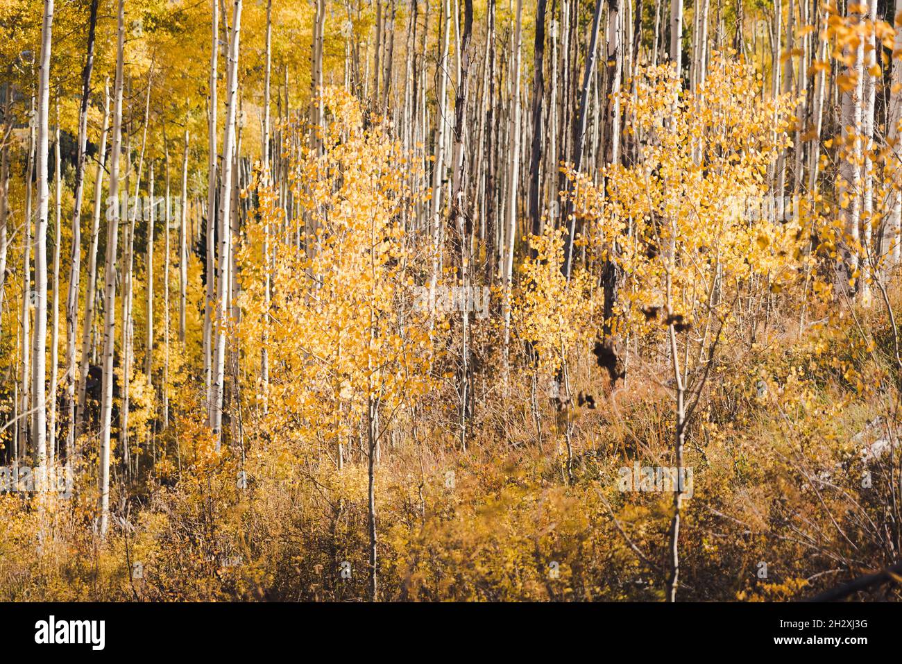 Fall foliage in Vail, Colorado Stock Photo - Alamy