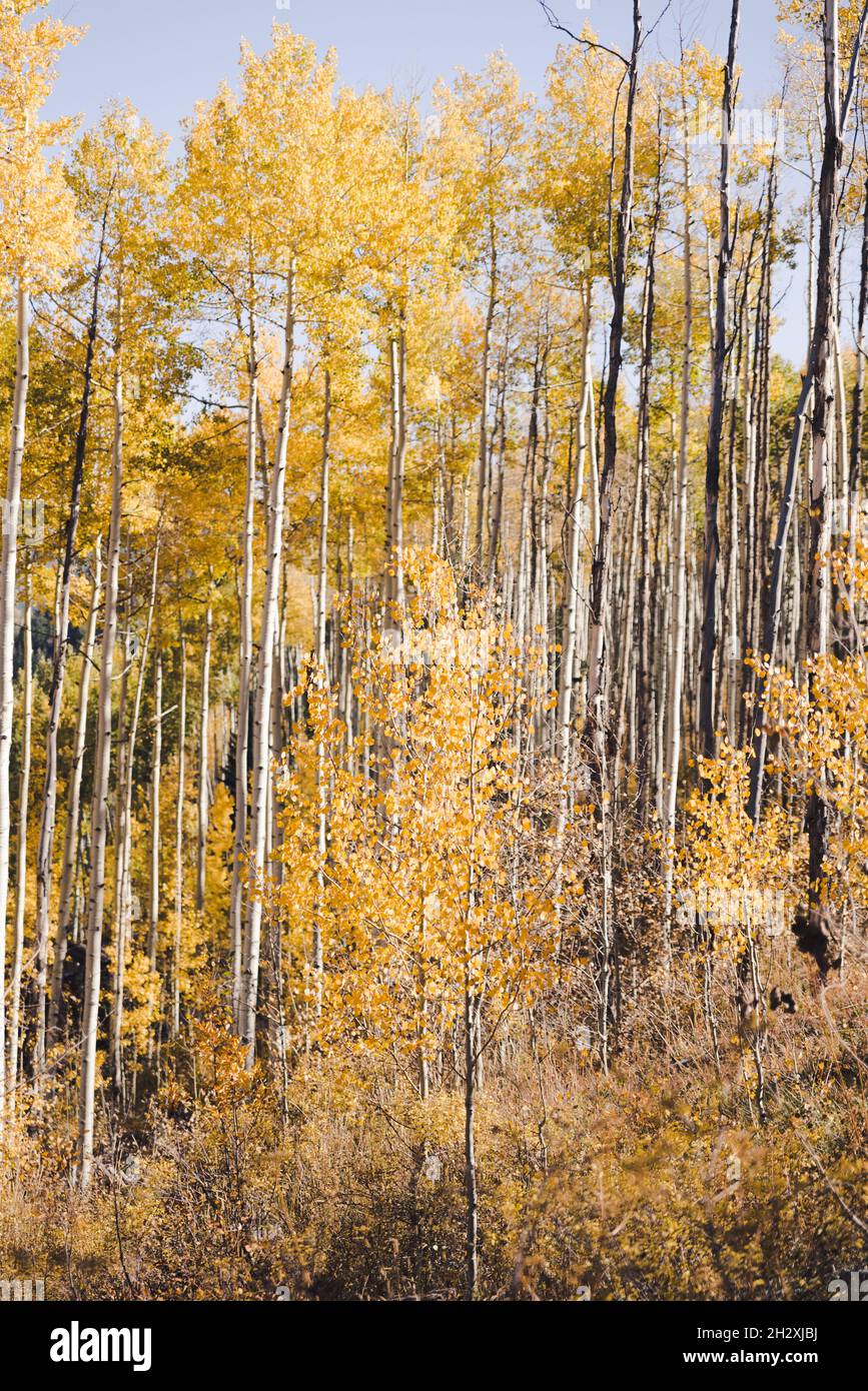 Fall foliage in Vail, Colorado Stock Photo - Alamy