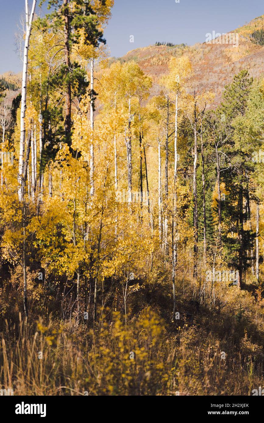 Fall foliage in Vail, Colorado Stock Photo - Alamy