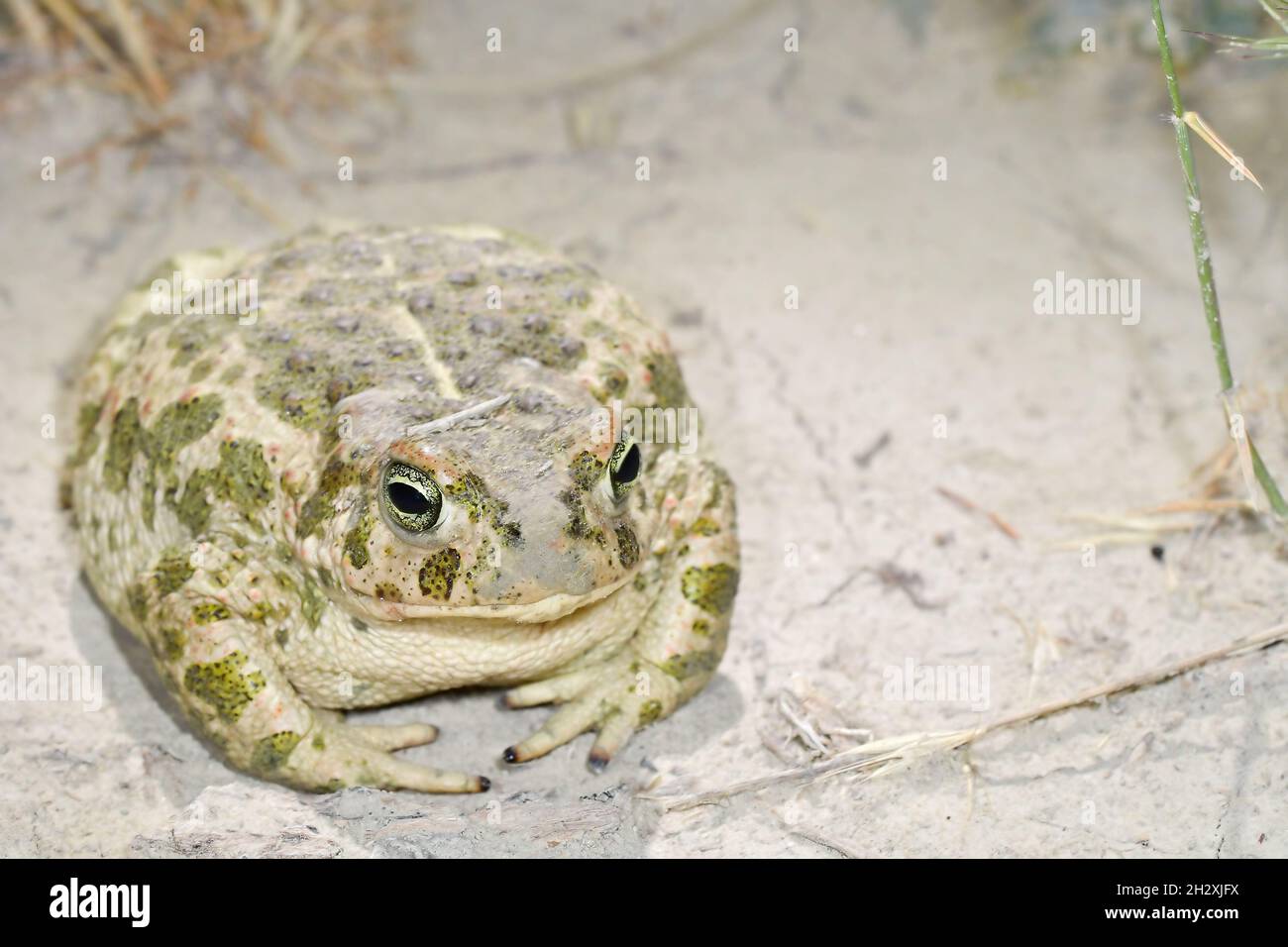 Common toad or European toad, a species of frog in the Bufonidae family ...