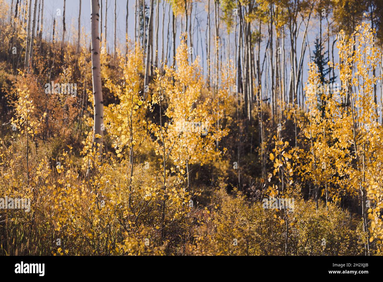 Fall foliage in Vail, Colorado Stock Photo - Alamy