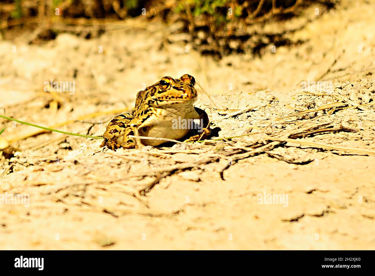 Common frog, in its aquatic environment Stock Photo - Alamy