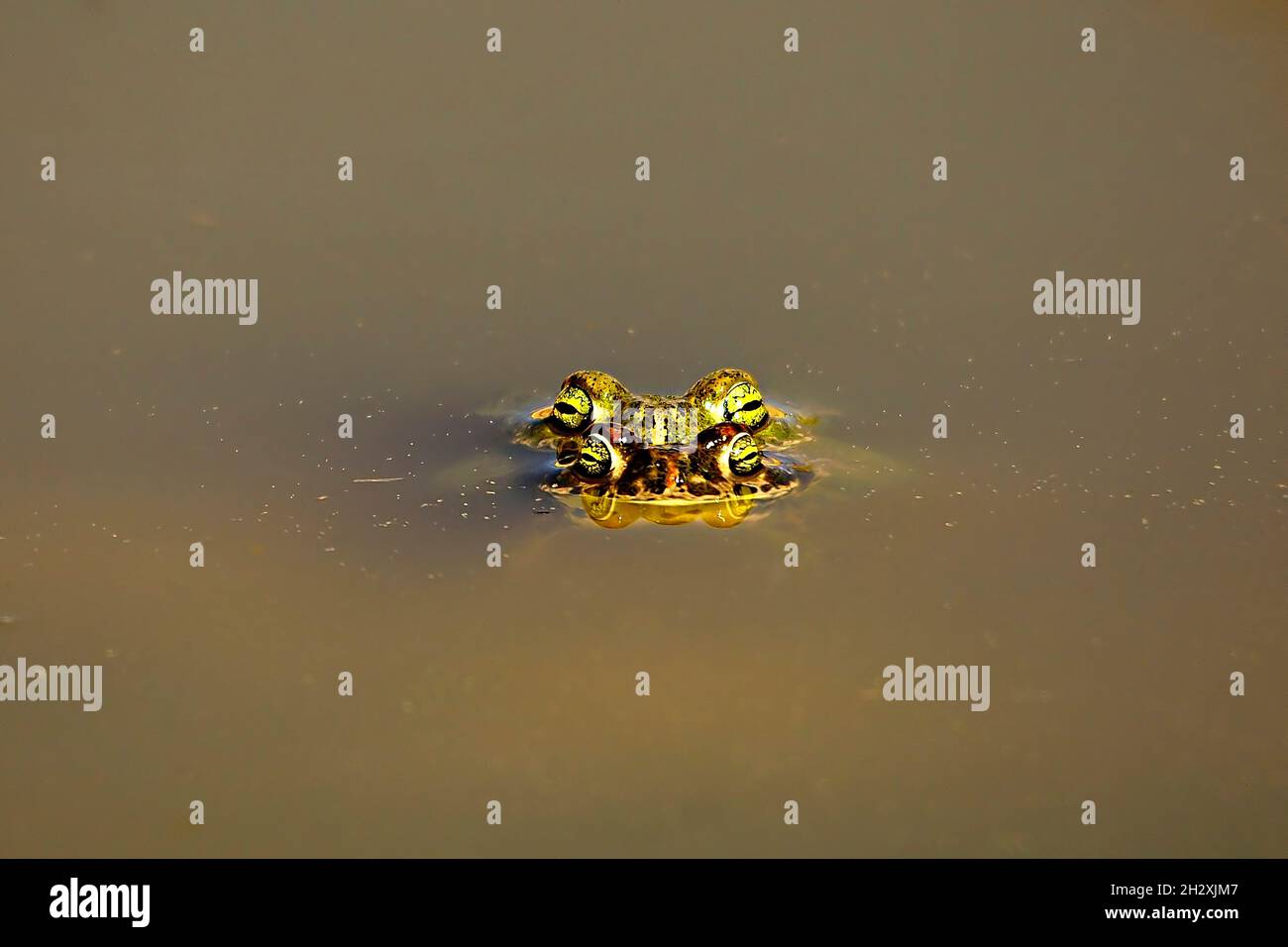 Common frog, in its aquatic environment Stock Photo - Alamy