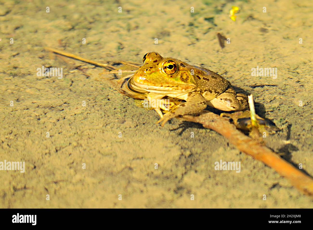 Common frog, in its aquatic environment Stock Photo - Alamy