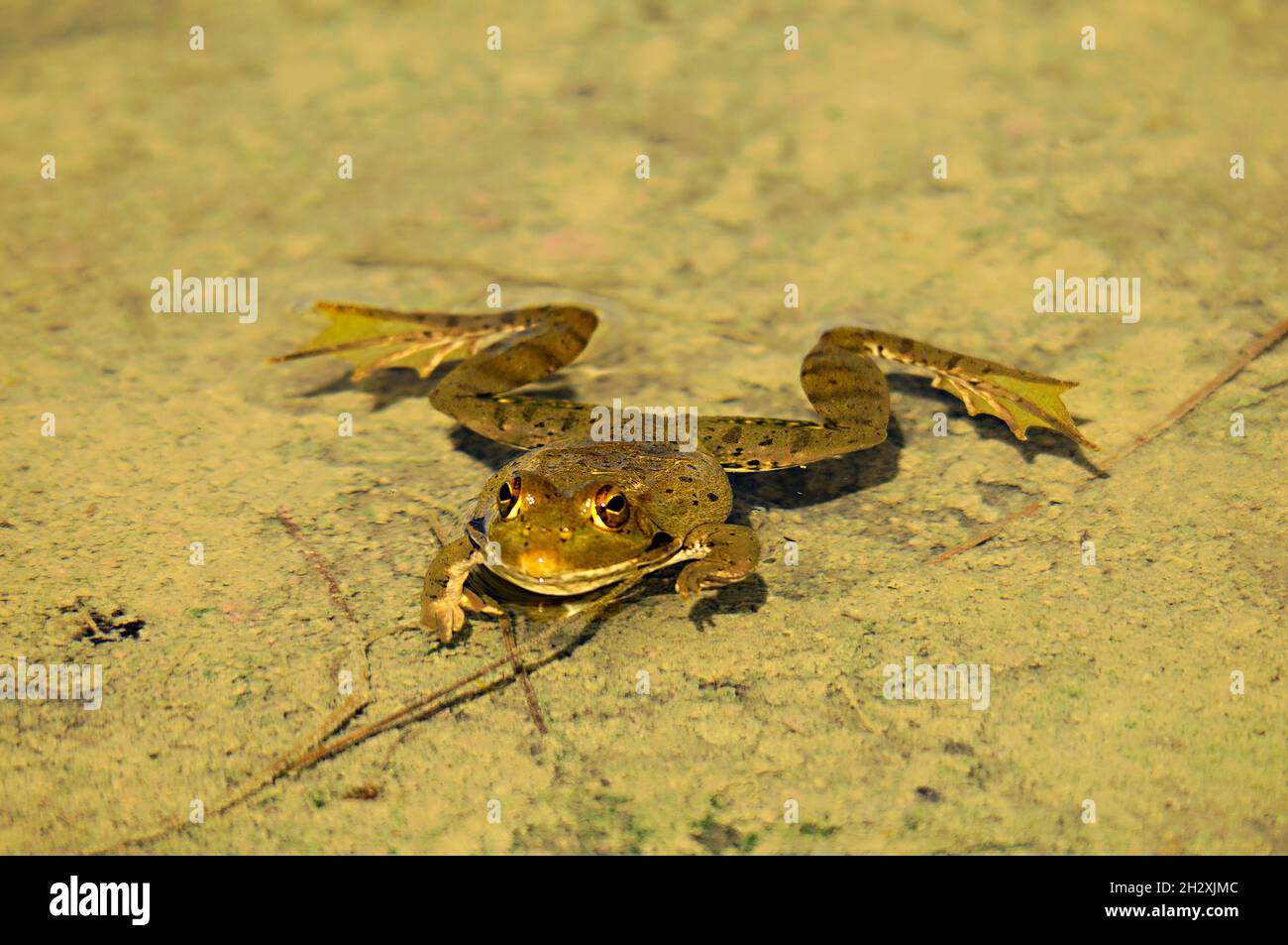 Common frog, in its aquatic environment Stock Photo - Alamy
