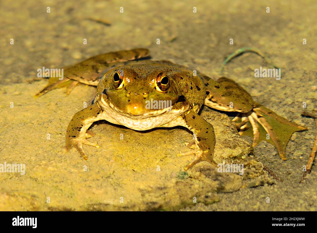 Common frog, in its aquatic environment Stock Photo - Alamy