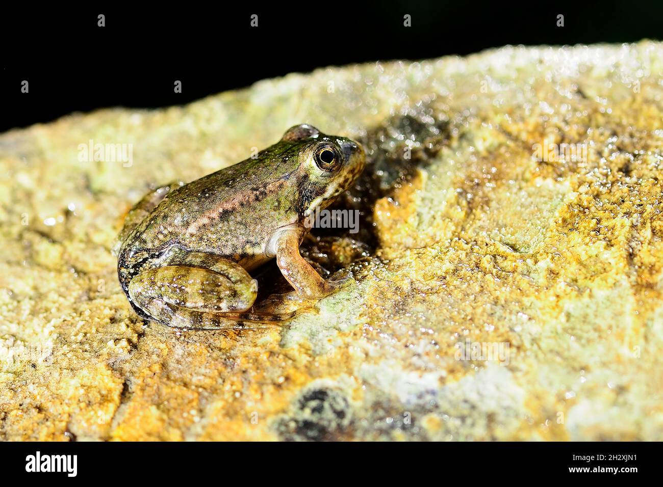 Common frog, in its aquatic environment Stock Photo - Alamy