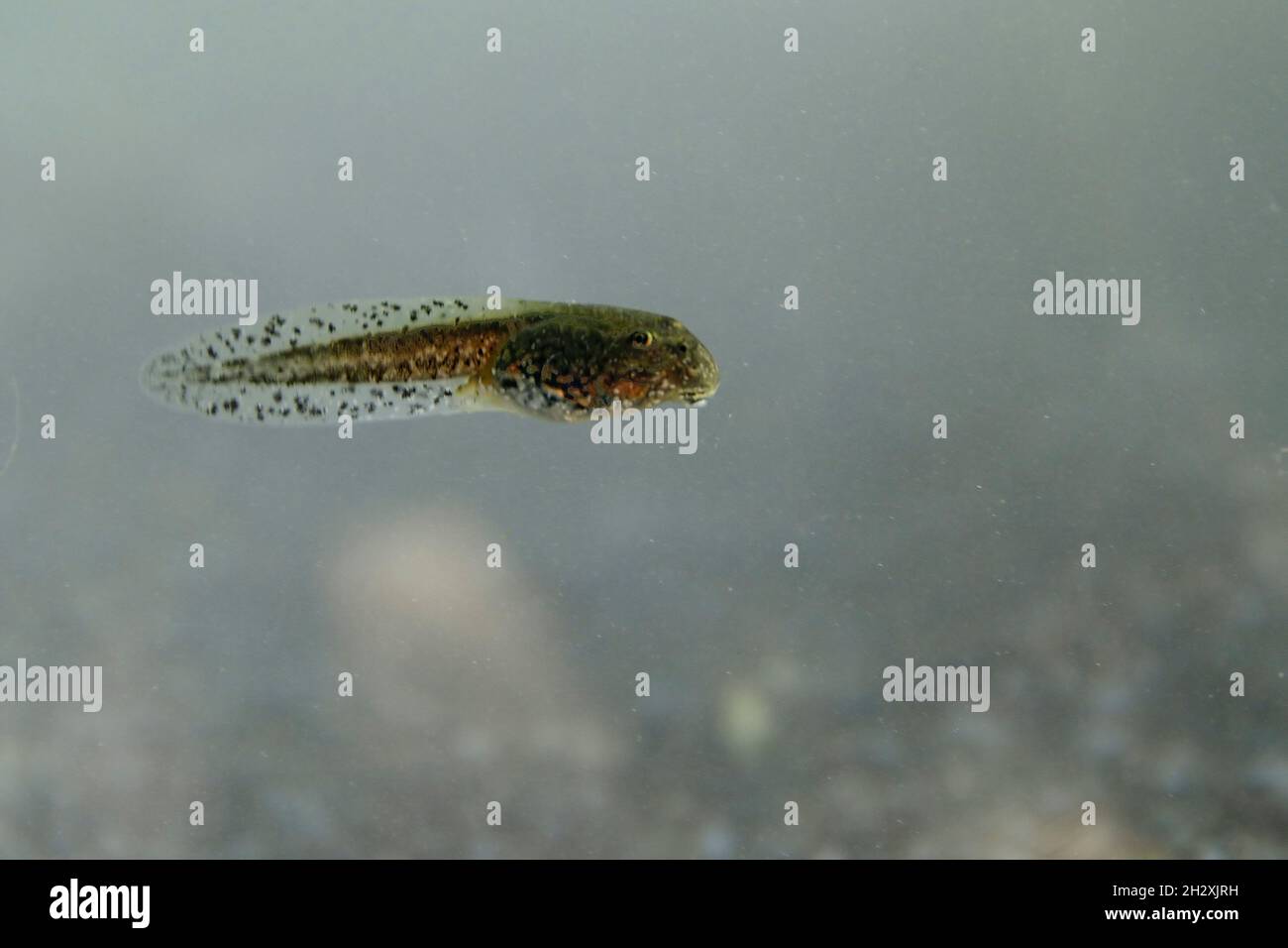 Tadpole gills hi-res stock photography and images - Alamy