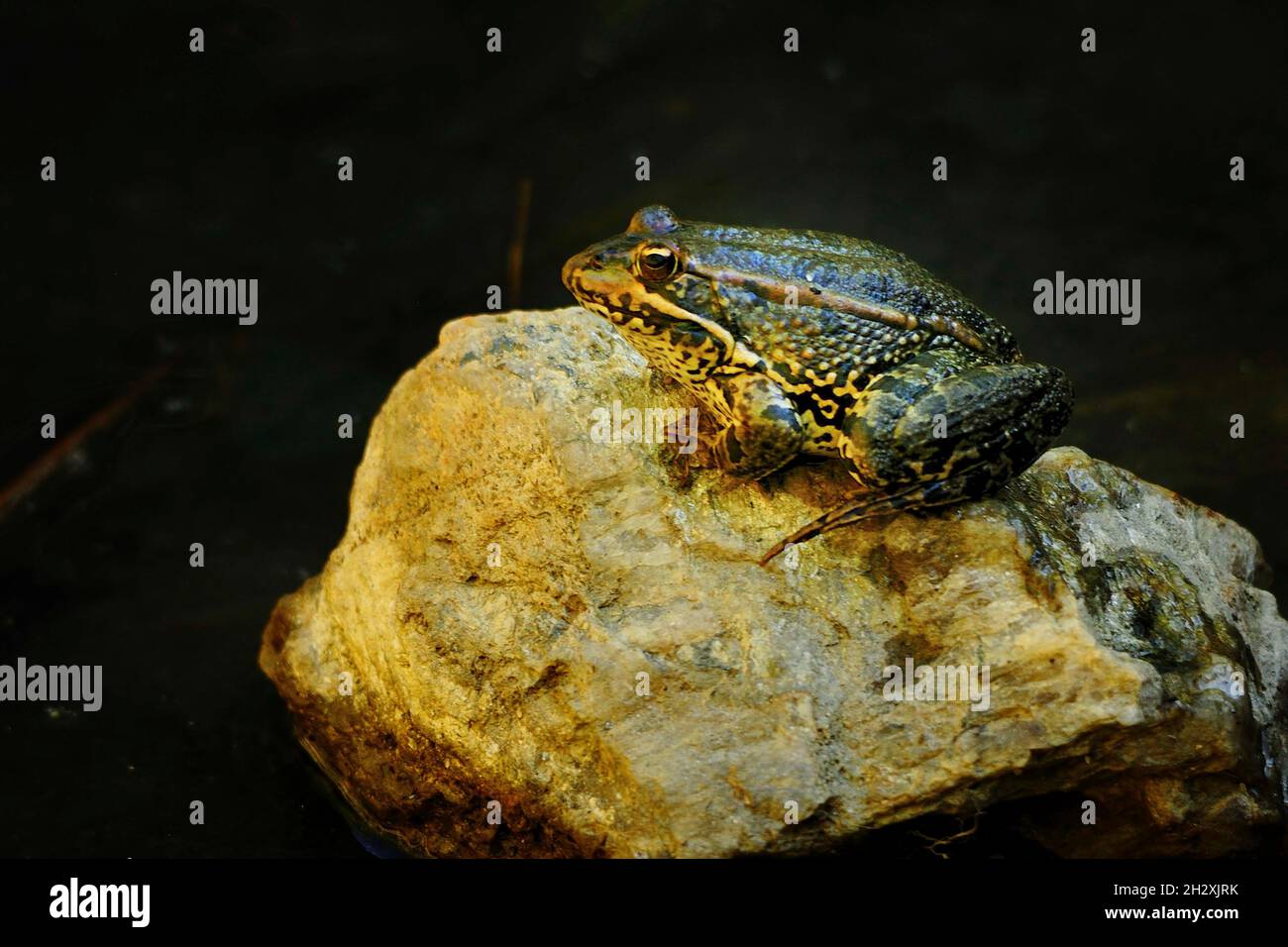 Common frog, in its aquatic environment Stock Photo - Alamy