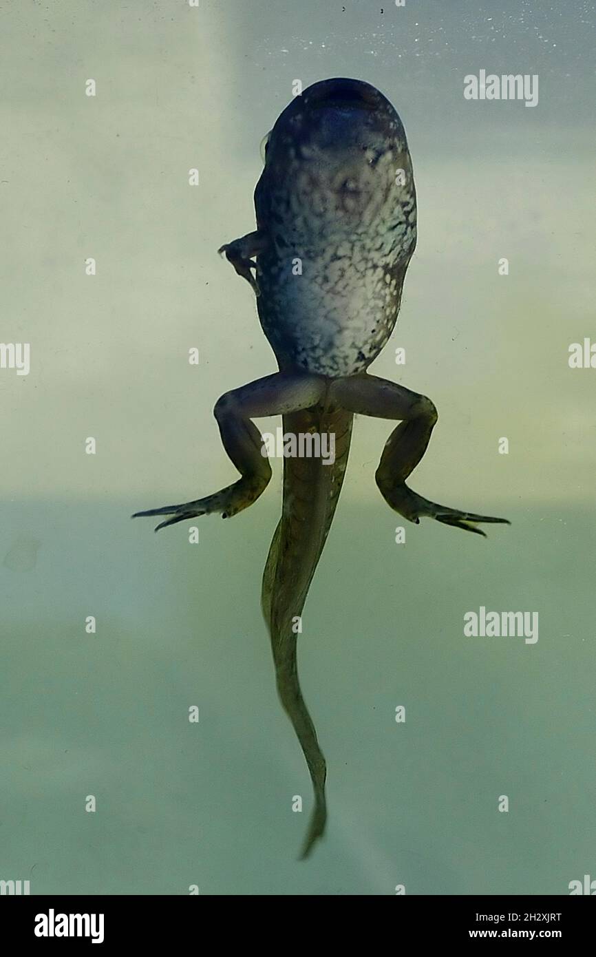 Tadpole gills hi-res stock photography and images - Alamy