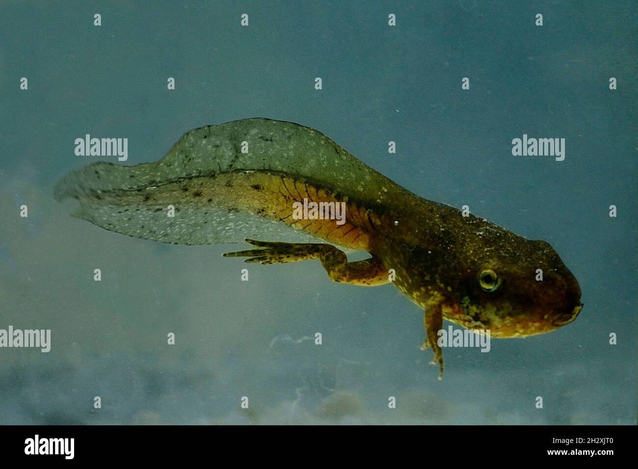 Tadpole swimming in a pond. Animals in freedom Stock Photo - Alamy