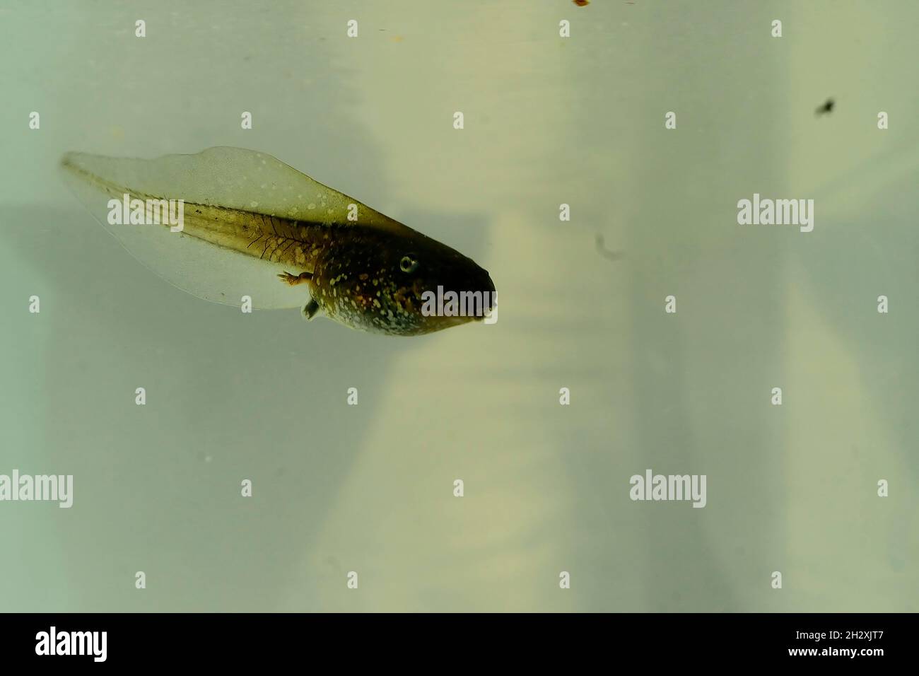 Tadpole gills hi-res stock photography and images - Alamy