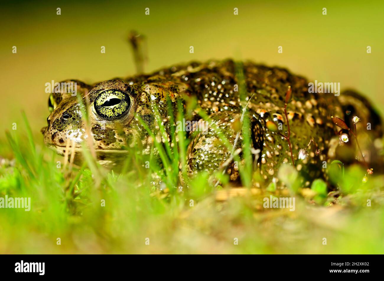 Epidalea calamita or Runner toad, a species of frog in the Bufonidae family Stock Photo - Alamy