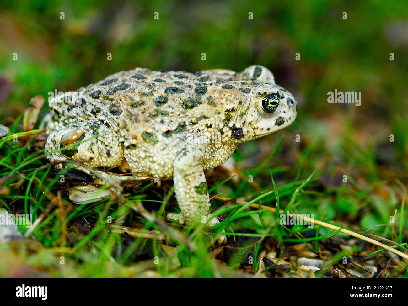 Common toad or European toad, a species of frog in the Bufonidae family ...