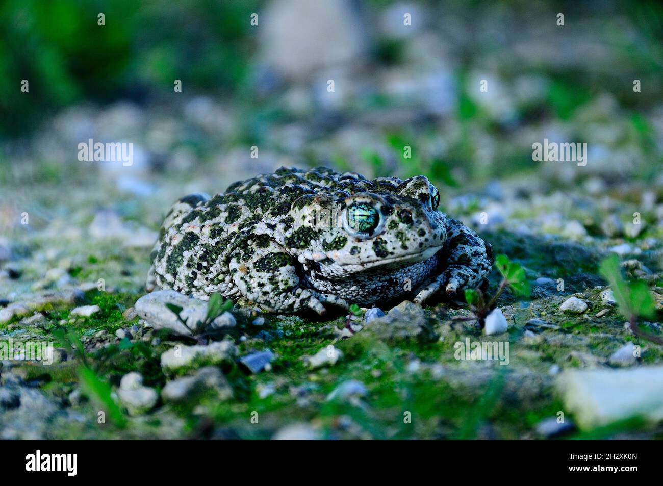 Epidalea calamita or Runner toad, a species of frog in the Bufonidae family Stock Photo - Alamy