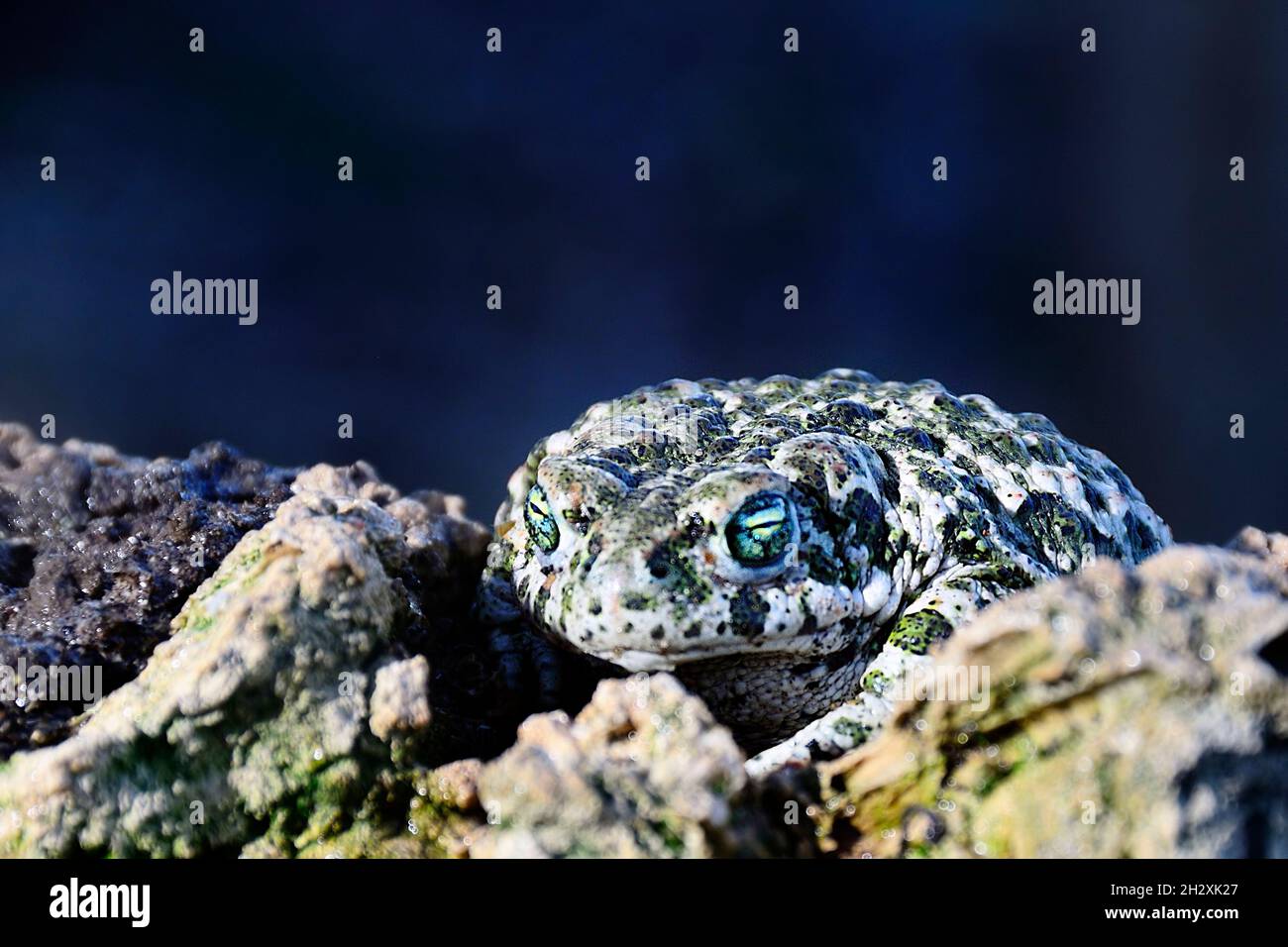 Epidalea calamita or Runner toad, a species of frog in the Bufonidae family Stock Photo - Alamy