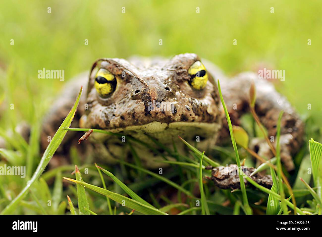 Epidalea calamita or Runner toad, a species of frog in the Bufonidae ...