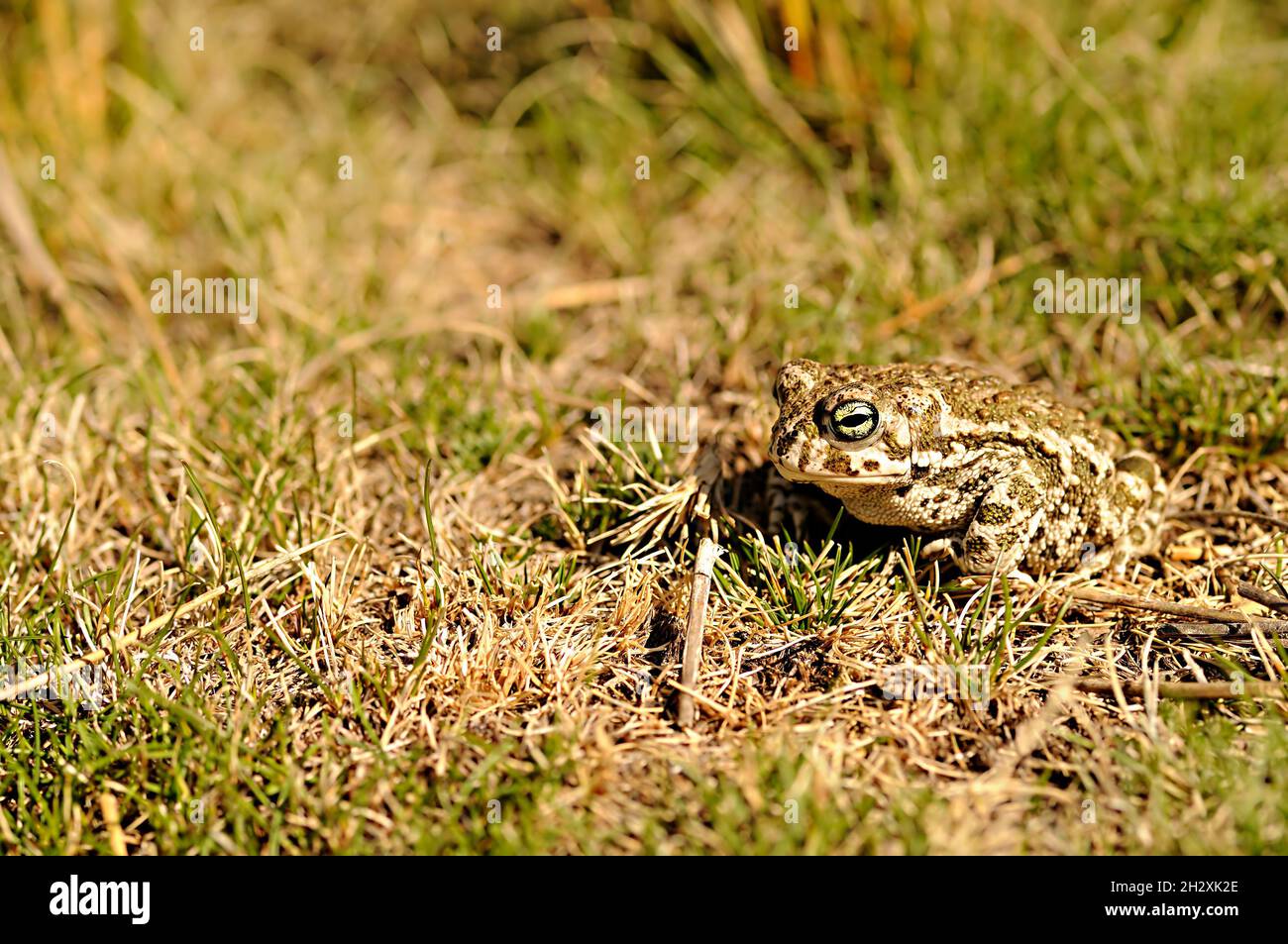 Epidalea calamita or Runner toad, a species of frog in the Bufonidae family Stock Photo - Alamy