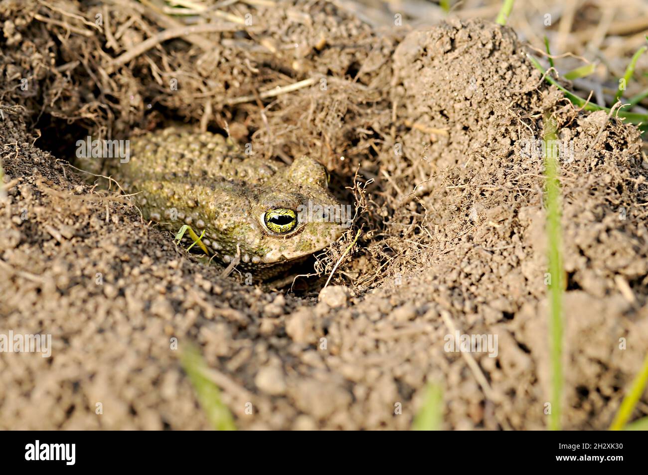 Epidalea calamita or Runner toad, a species of frog in the Bufonidae family Stock Photo - Alamy