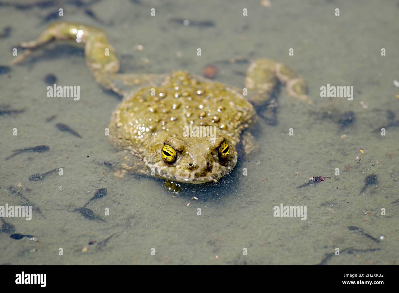 Epidalea calamita or Runner toad, a species of frog in the Bufonidae family Stock Photo - Alamy