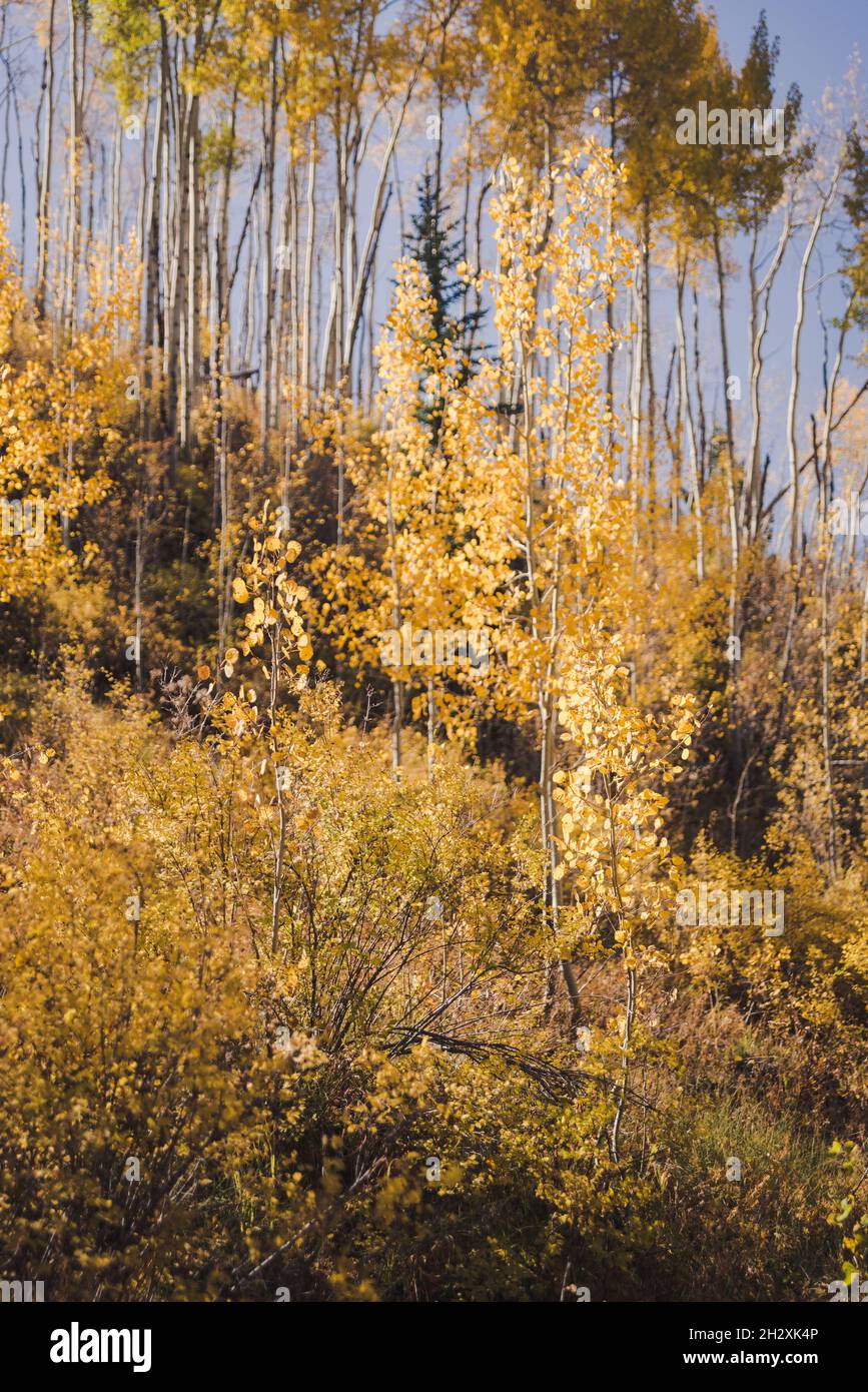 Color changing aspen trees in Vail Colorado Stock Photo - Alamy