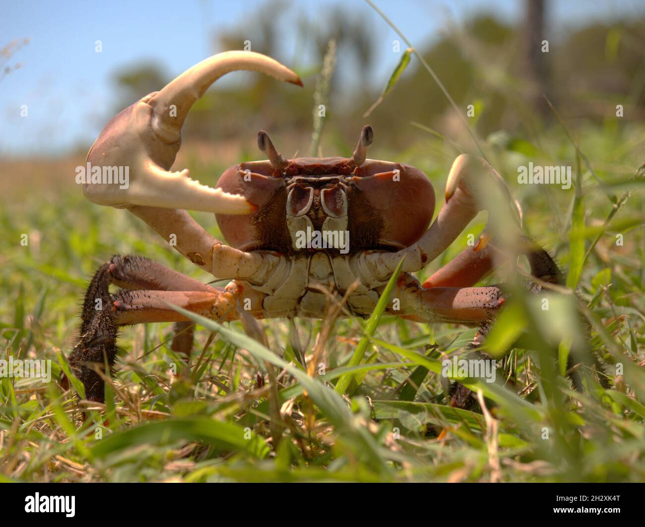 New Caledonian crab raising its scissors Stock Photo - Alamy