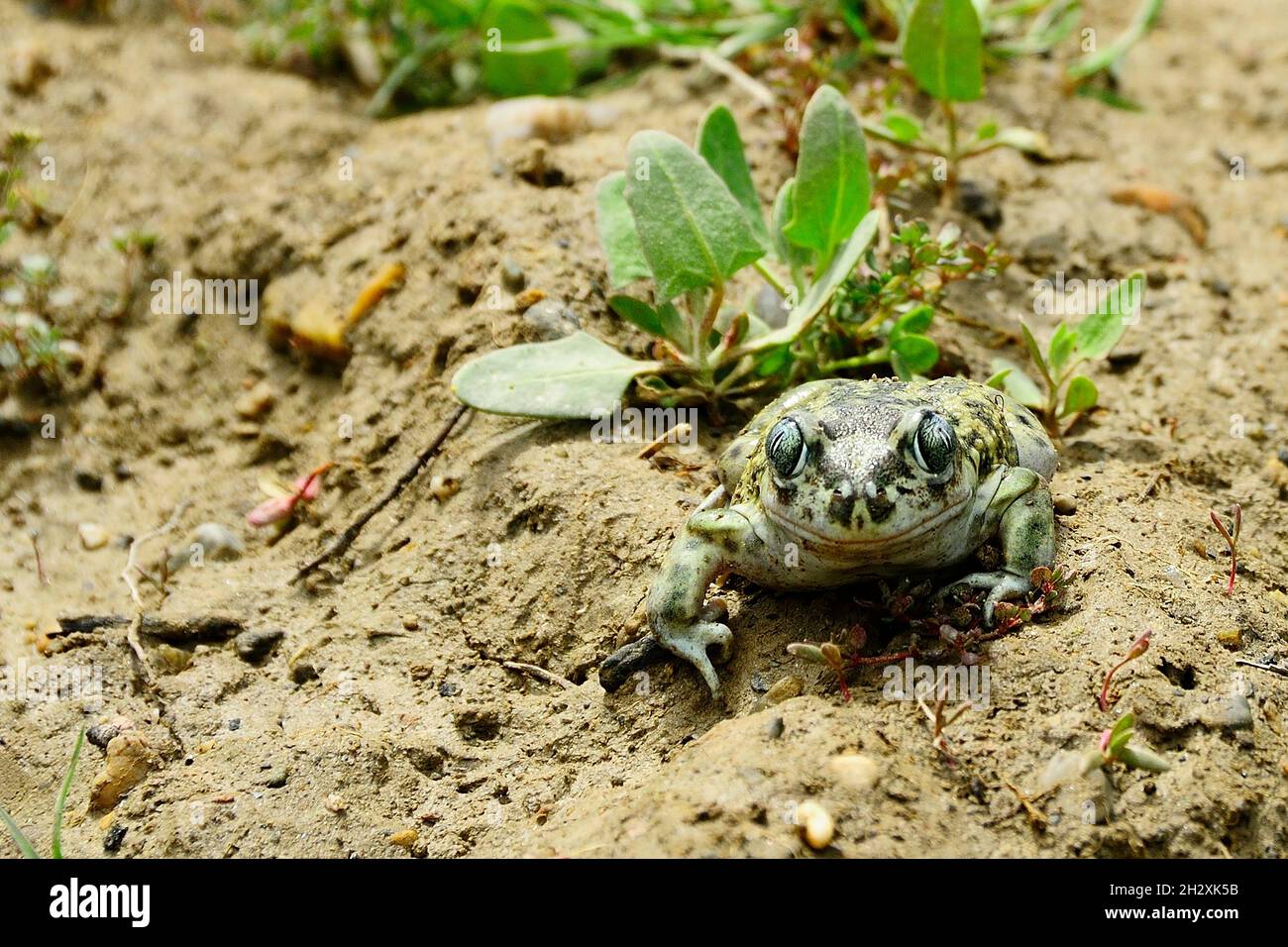 Pelobates cultripes or spur toad, a species of frog in the Bufonidae ...