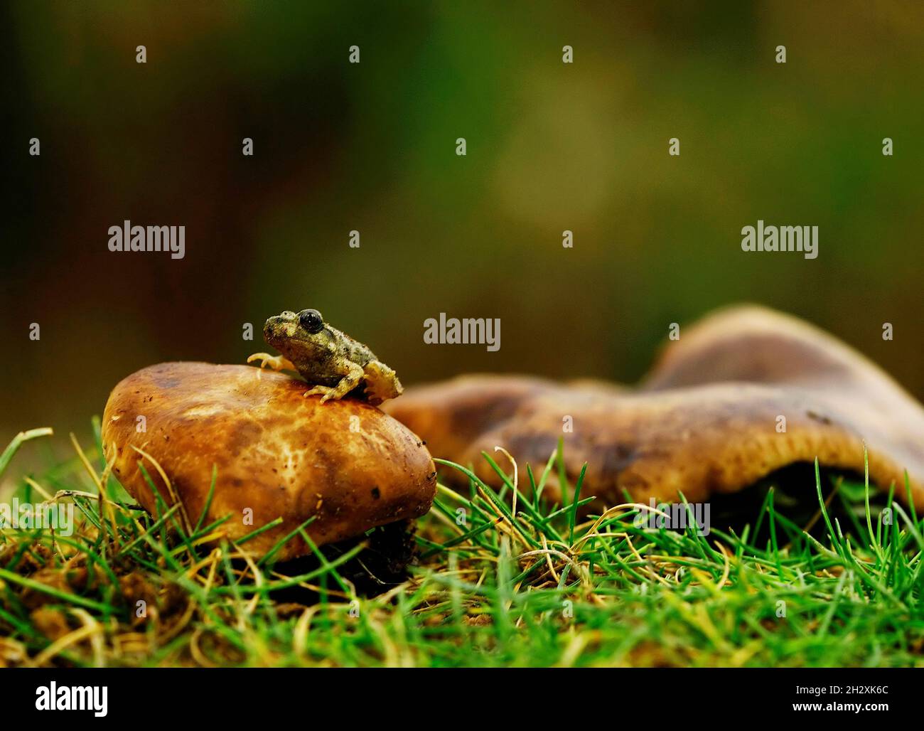Epidalea calamita or Runner toad, a species of frog in the Bufonidae ...