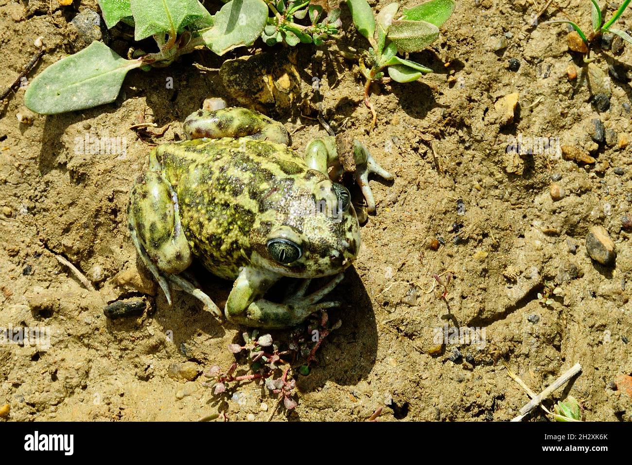 Pelobates cultripes or spur toad, a species of frog in the Bufonidae ...