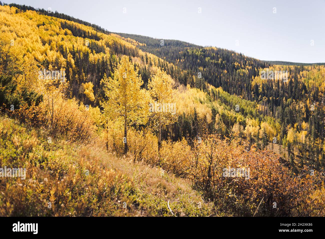 Landscape view of fall foliage in Vail, Colorado Stock Photo - Alamy
