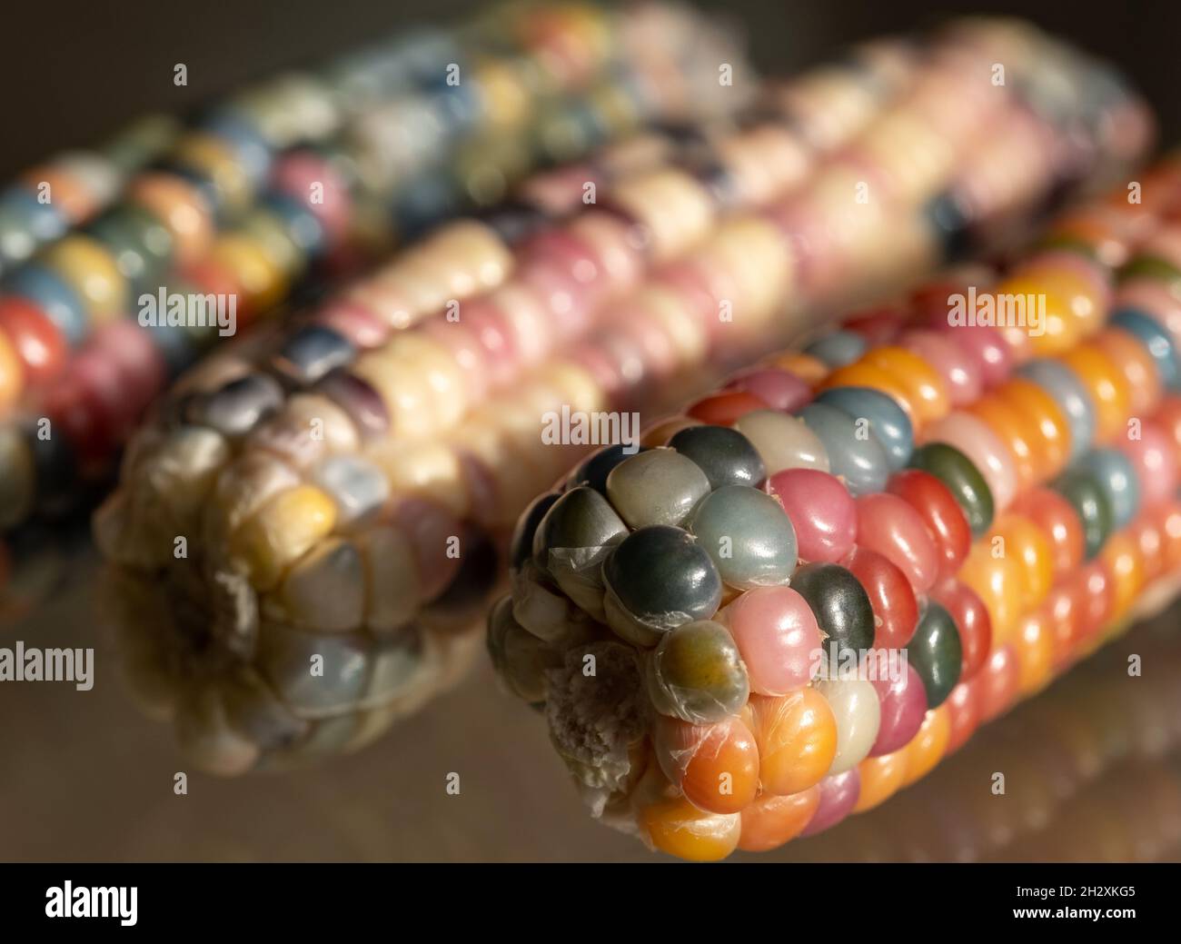 Macro photo of Zea Mays gem glass corn cobs with rainbow coloured ...