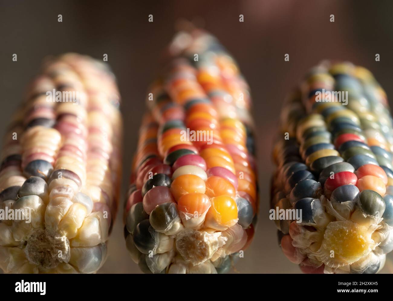 Macro photo of Zea Mays gem glass corn cobs with rainbow coloured ...