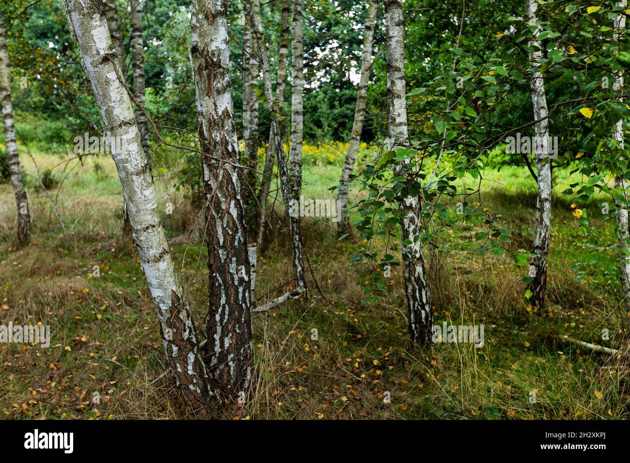 Birch forest. The trees of Europe. Tree with white bark. Landscapes of ...