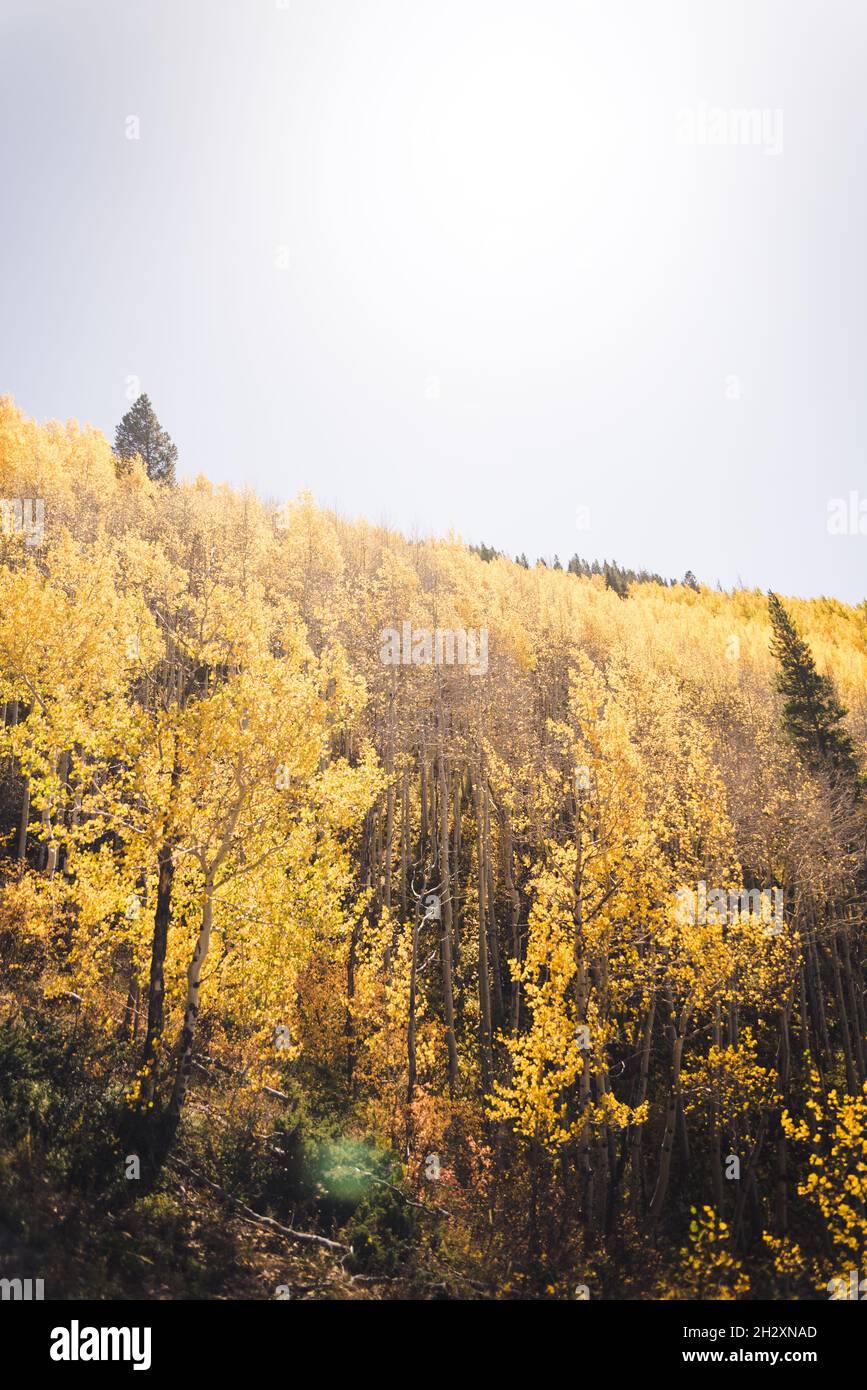Landscape view of fall foliage in Vail, Colorado Stock Photo - Alamy