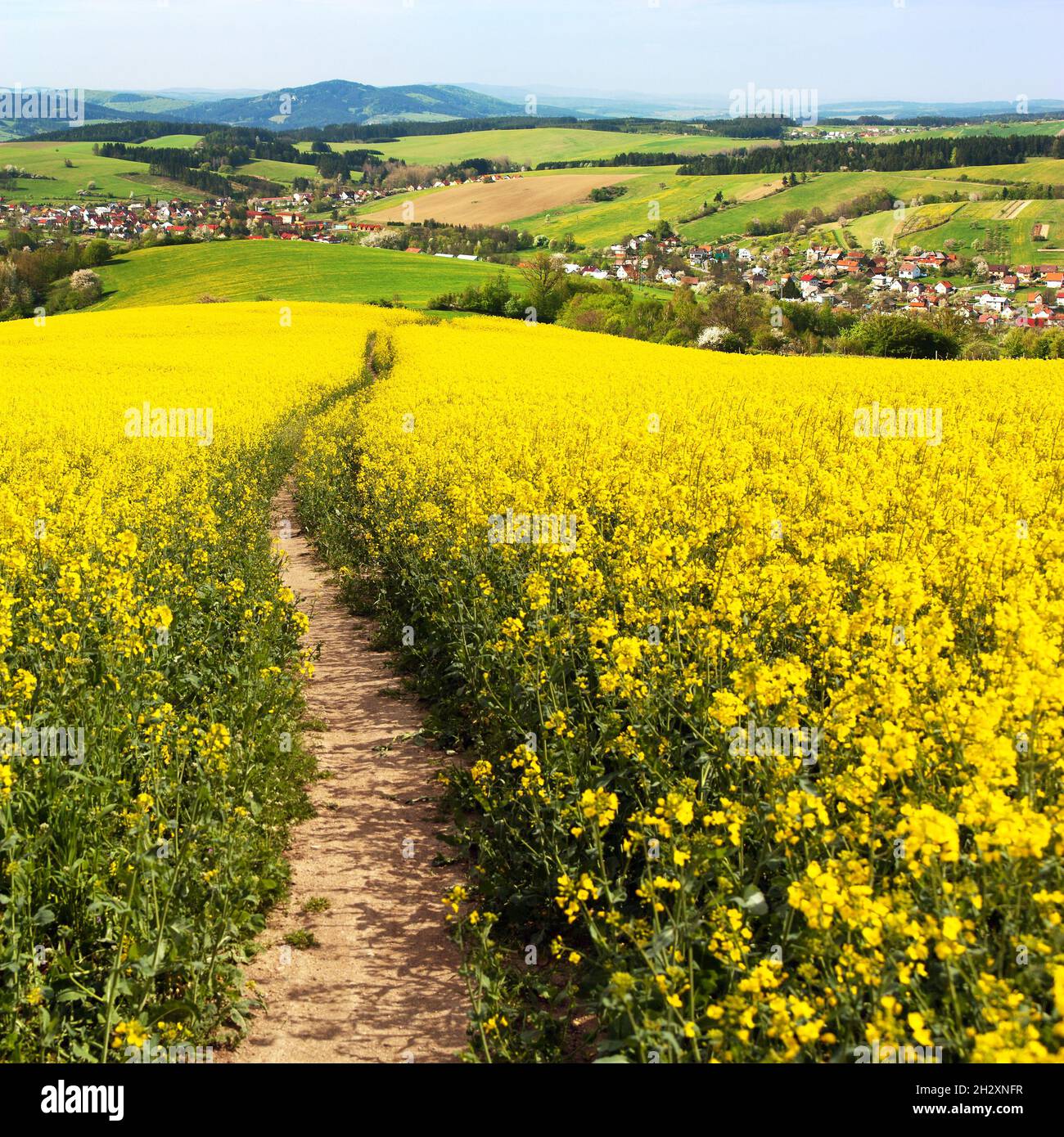 Field of rapeseed, canola or colza in Latin Brassica napus with path ...
