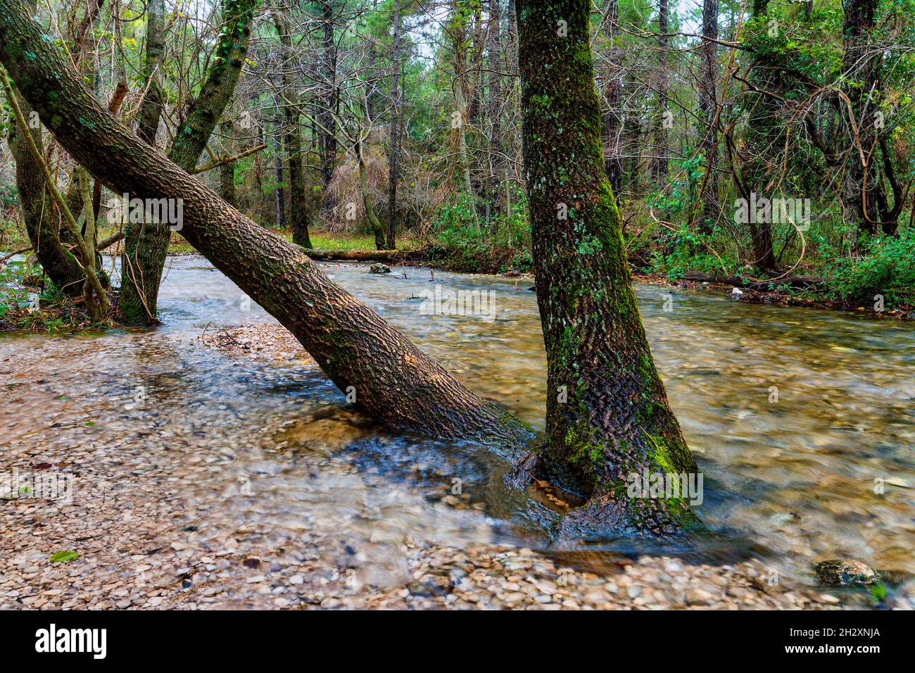 Course river between trees hi-res stock photography and images - Alamy