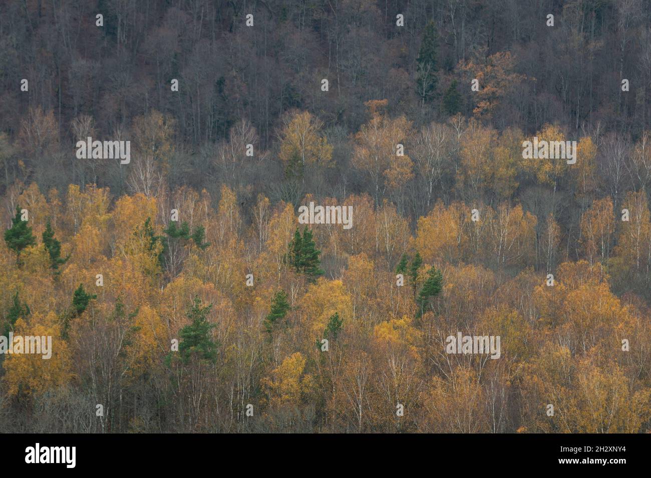 Misty tree hi-res stock photography and images - Alamy