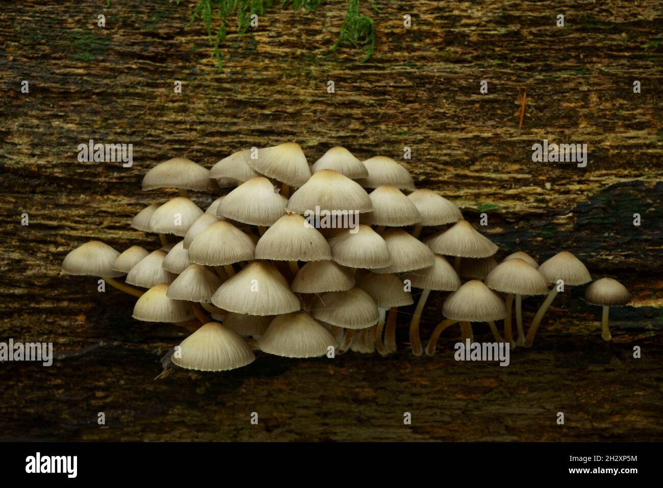 Clustered bonnet fungi mycena inclinata growing on a dead tree Stock ...