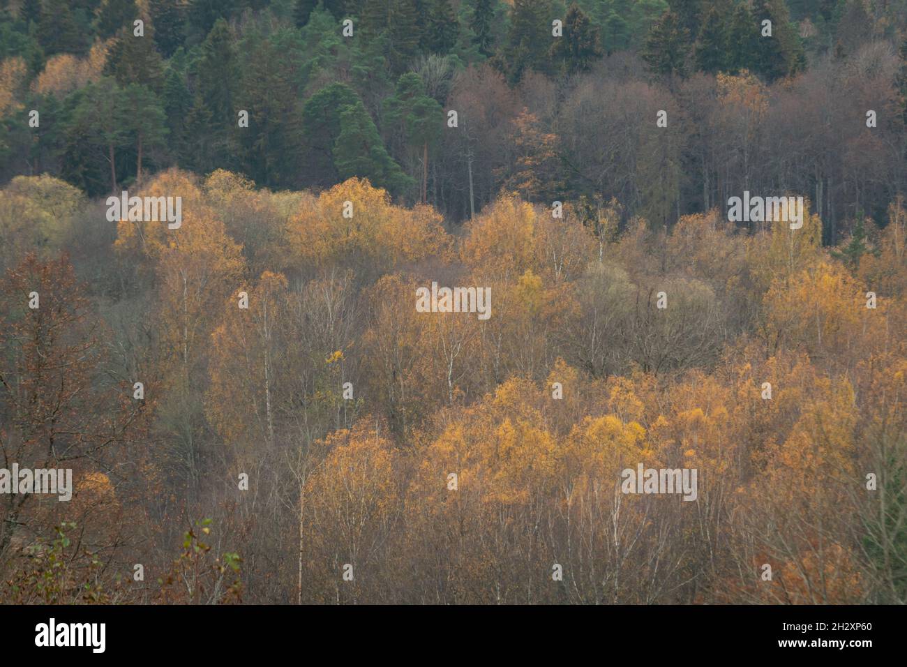 Misty tree hi-res stock photography and images - Alamy